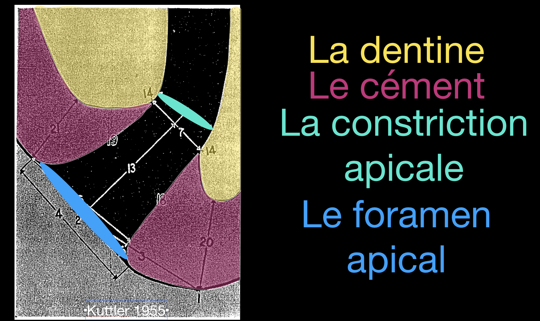 Anatomie apicale - Dr Brice Riera